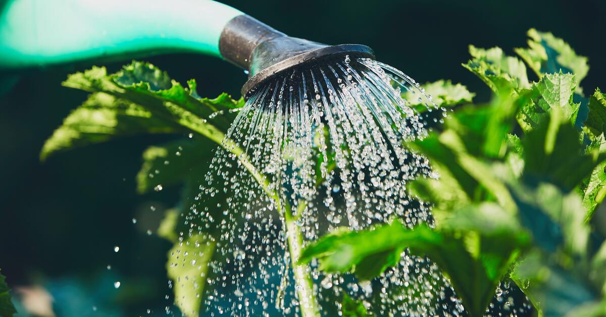 Comment bien arroser son jardin ? | Maison et Services