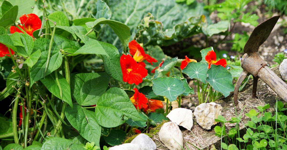 Les fleurs au potager | Maison et Services